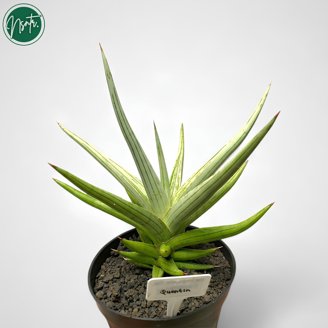 Sansevieria Quentin Rare Uniqe Snake Plant - Etsy