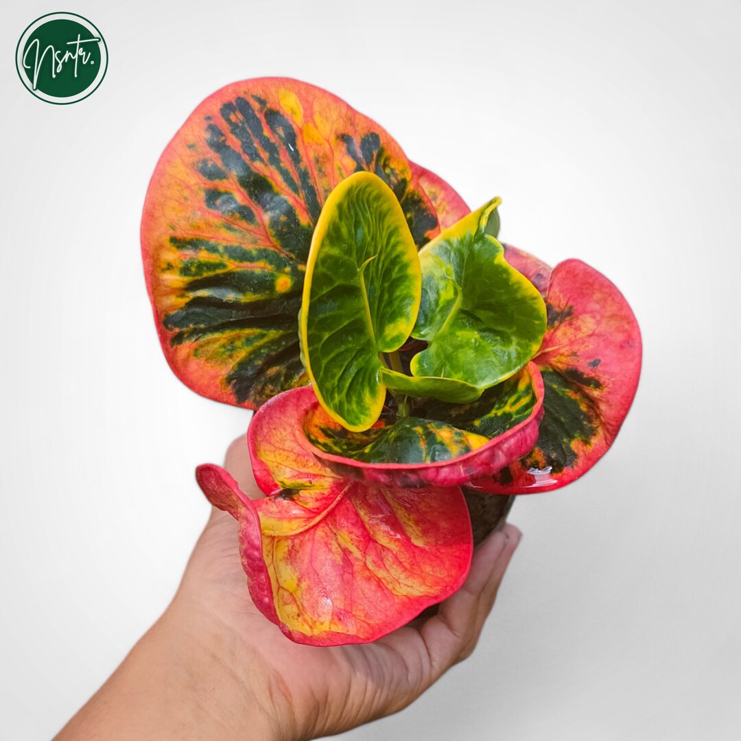 Codiaeum Variegatum Super Red Giant Rare Uniqe Croton Plant - Etsy