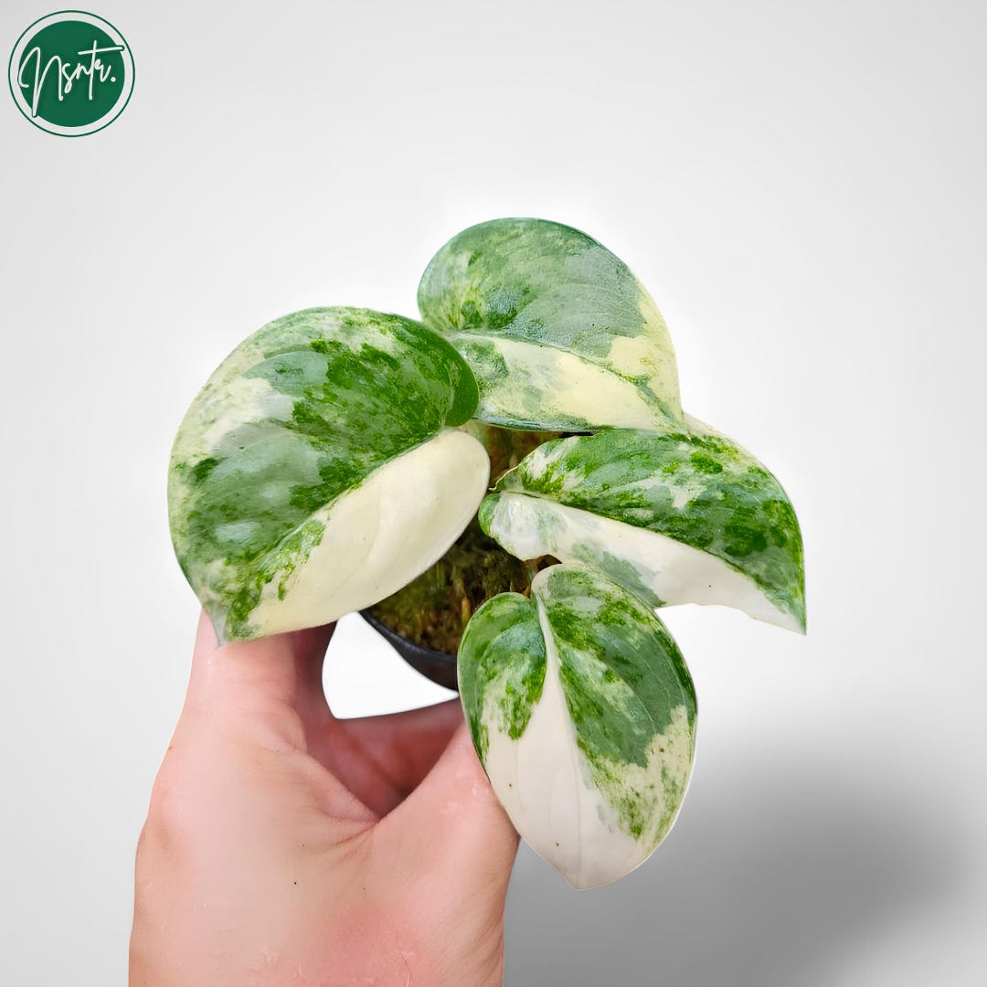 Scindapsus Mangurai Variegated Rare Uniqe Plant - Etsy