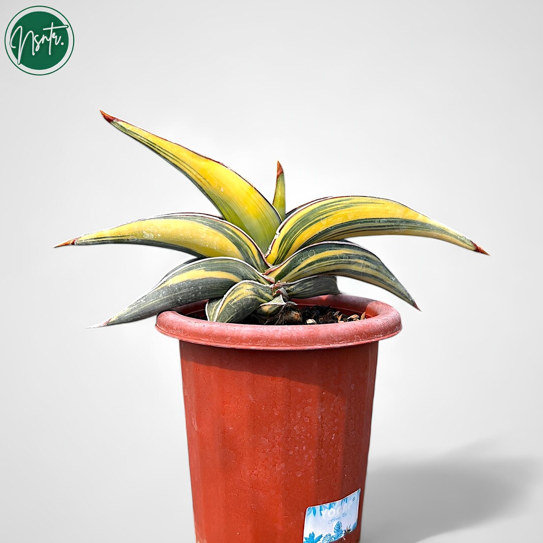Sansevieria Rorida Variegated Mature Form Real Pict Plant - Etsy