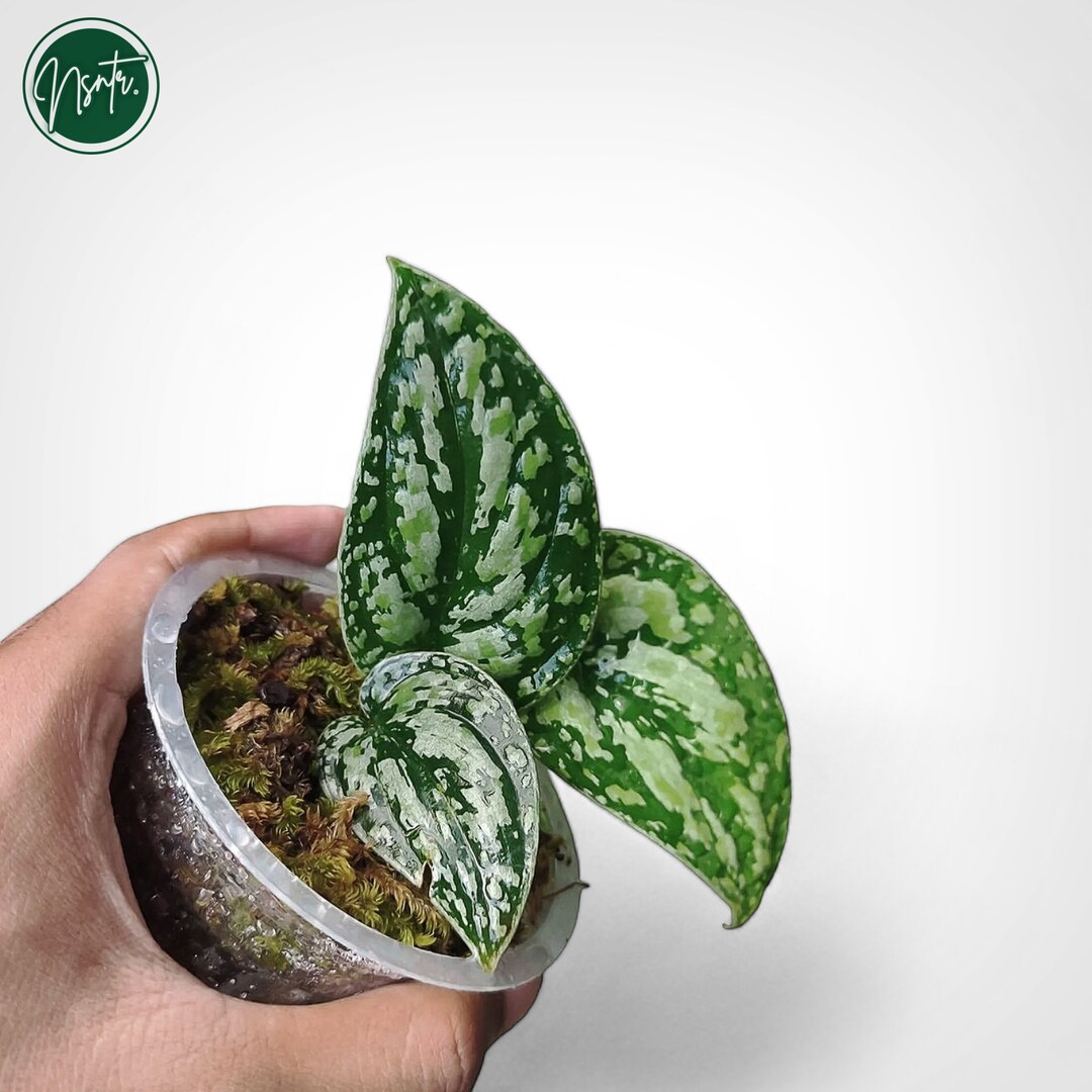 Scindapsus Tricolor Sp Borneo Rare Uniqe Plant - Etsy Canada