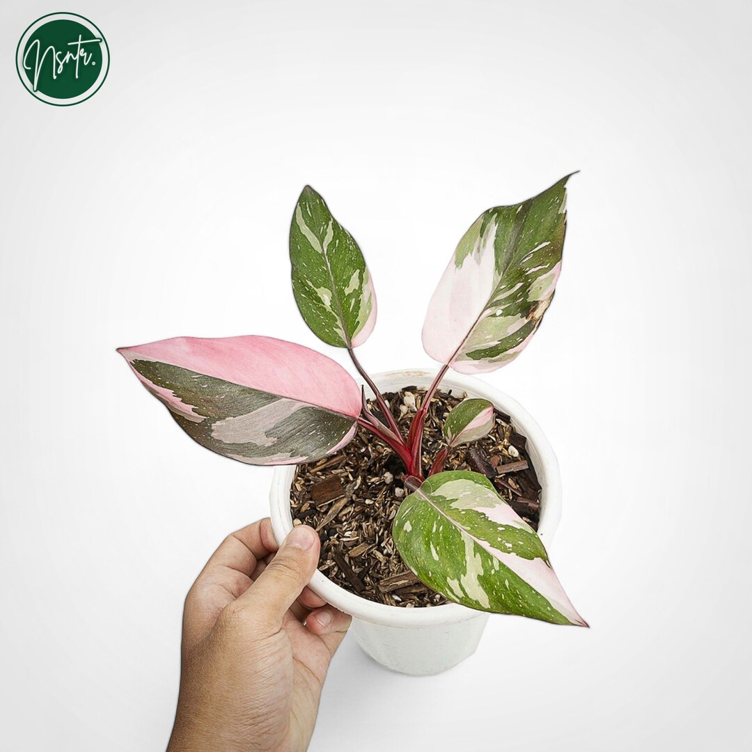 Philodendron Pink Princess Marble Variegated Rare Uniqe Plant - Etsy