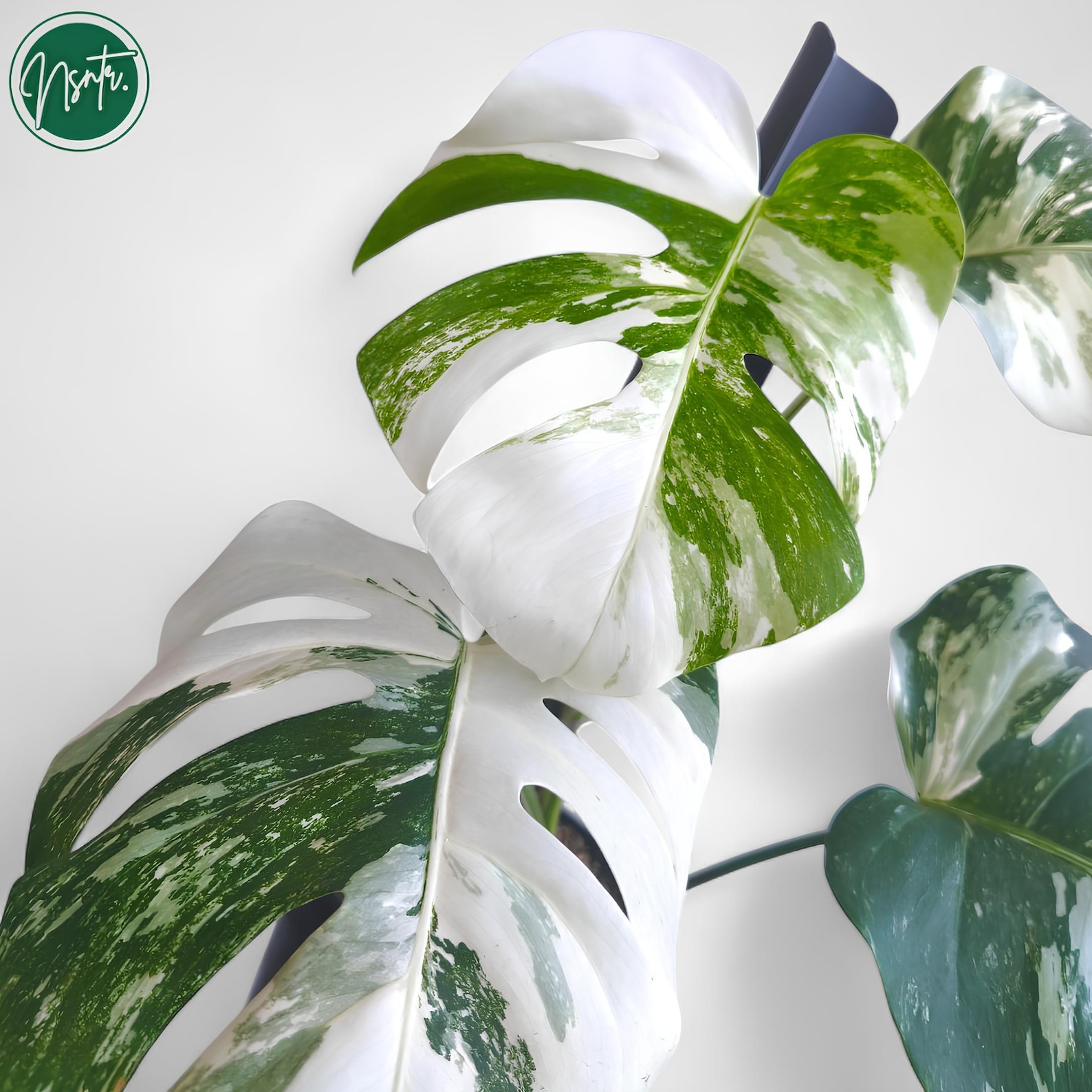 Monstera Marble White Tiger Variegated Rare Ornamental Plant - Etsy