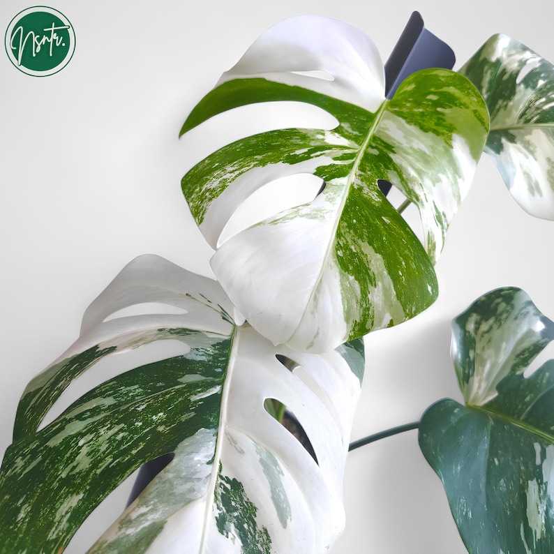 Monstera Marble White Tiger Variegated Rare Ornamental Plant - Etsy