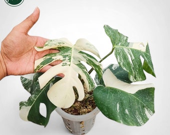 Real Pic Monstera Variegated White Tiger Albo Free Phytosanitary ...