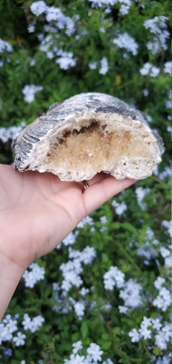 XL Honey Calcite Fossilized Clam Shell Aka Mercenaria Permagna | Etsy