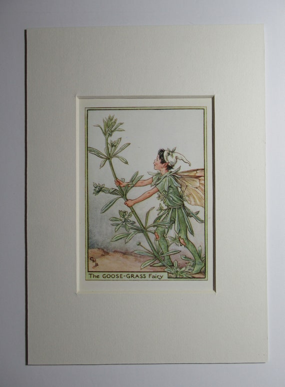 Flower Fairies/fairy: the GOOSE GRASS FAIRY Wayside Fairy - Etsy