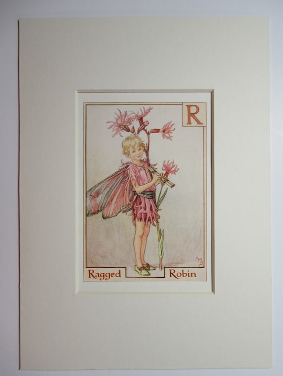 Alphabet Flower Fairies/Fairy: R for RAGGED ROBIN FAIRY | Etsy