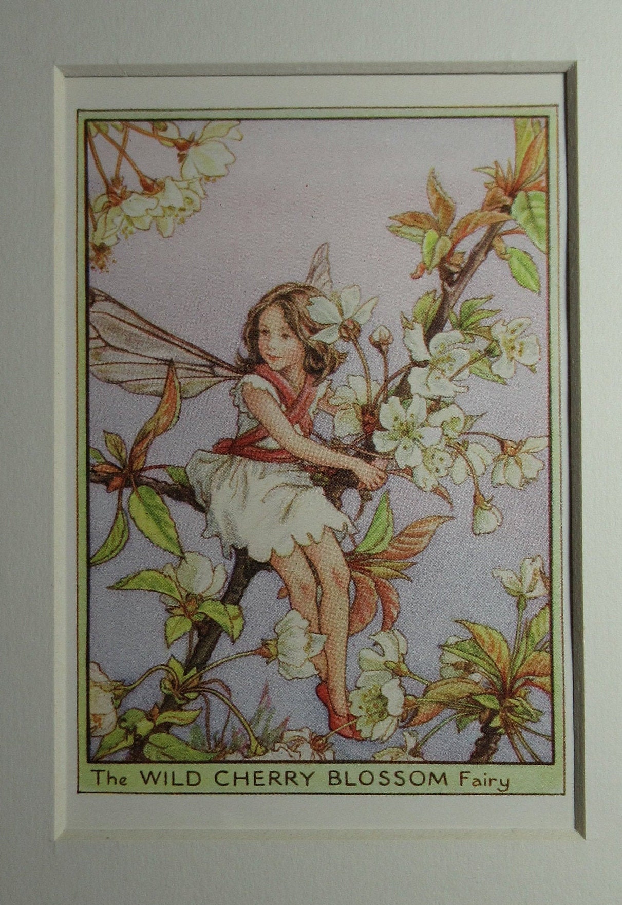 Flower Fairies/fairy: the WILD CHERRY BLOSSOM Fairy, Tree Fairy ...