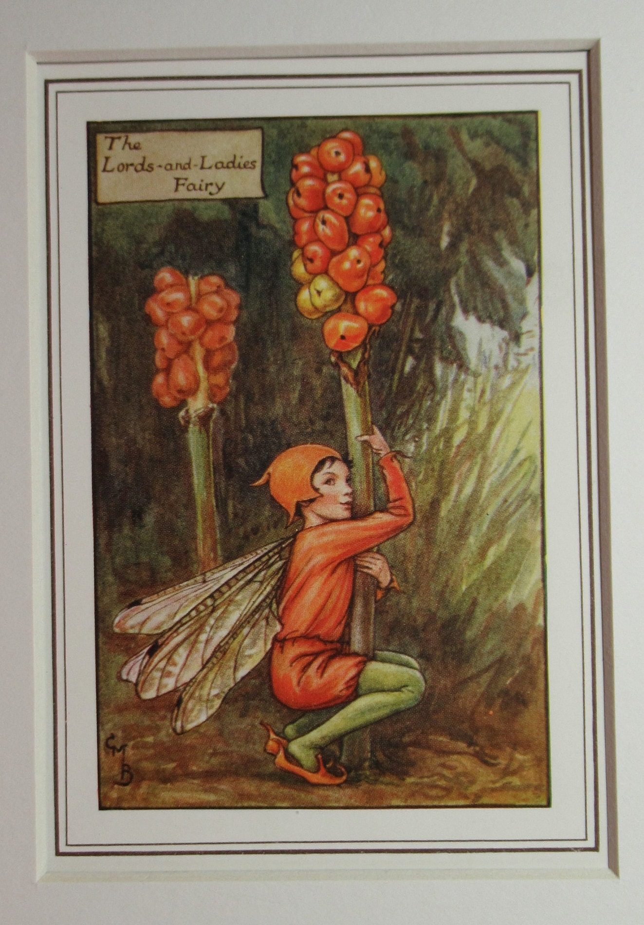 Flower Fairies/Fairy: The LORDS and LADIES FAIRY, vintage Print, Rare ...