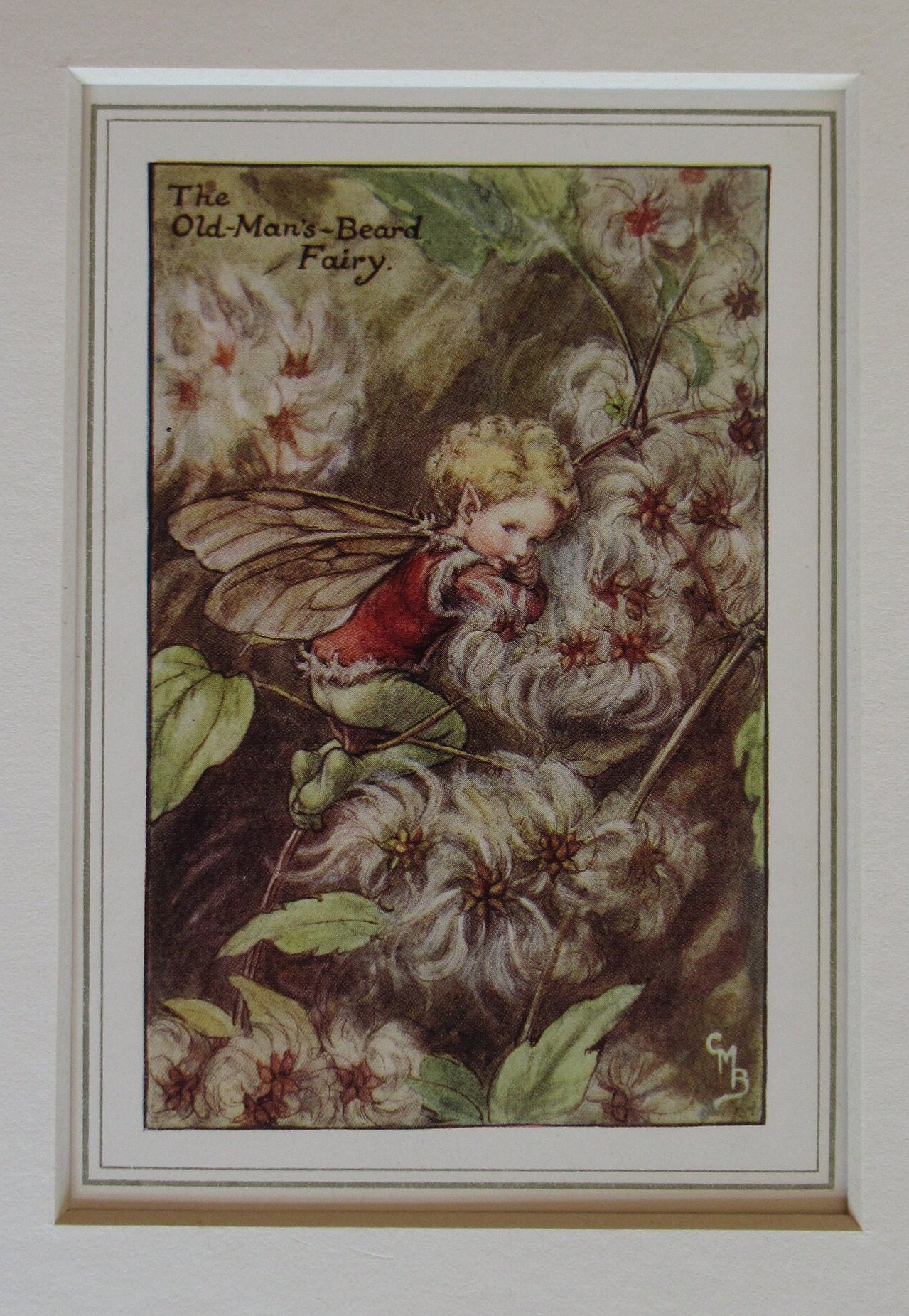 Flower Fairies/fairy: the OLD MANS BEARD Fairy, Vintage Print, Rare ...