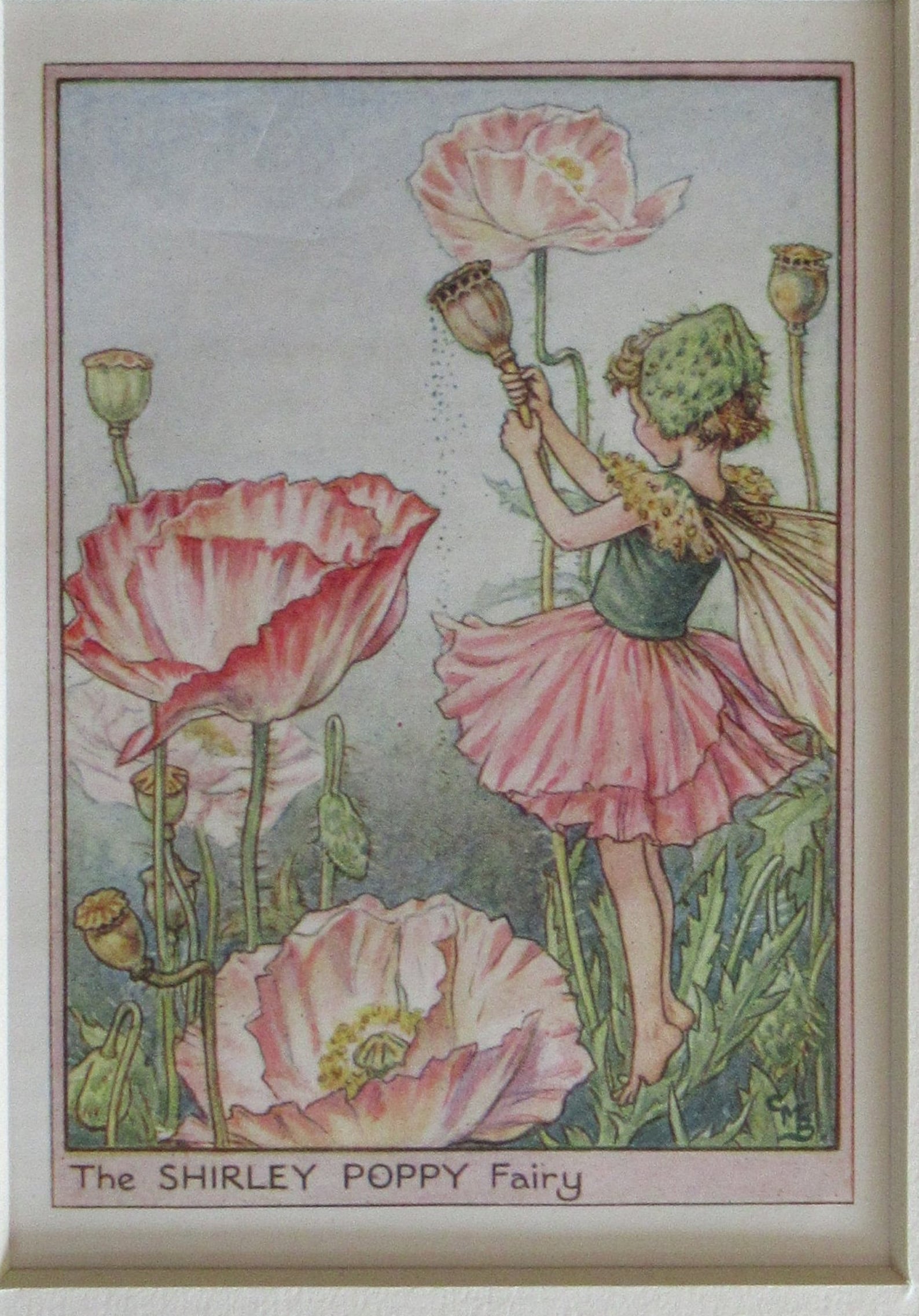 Flower Fairies/fairy: the SHIRLEY POPPY FAIRY Vintage Print - Etsy