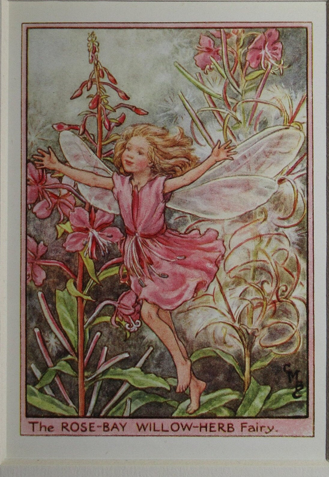 Flower Fairies/fairy: the ROSE Bay WILLOW Herb FAIRY, Wayside Fairy ...
