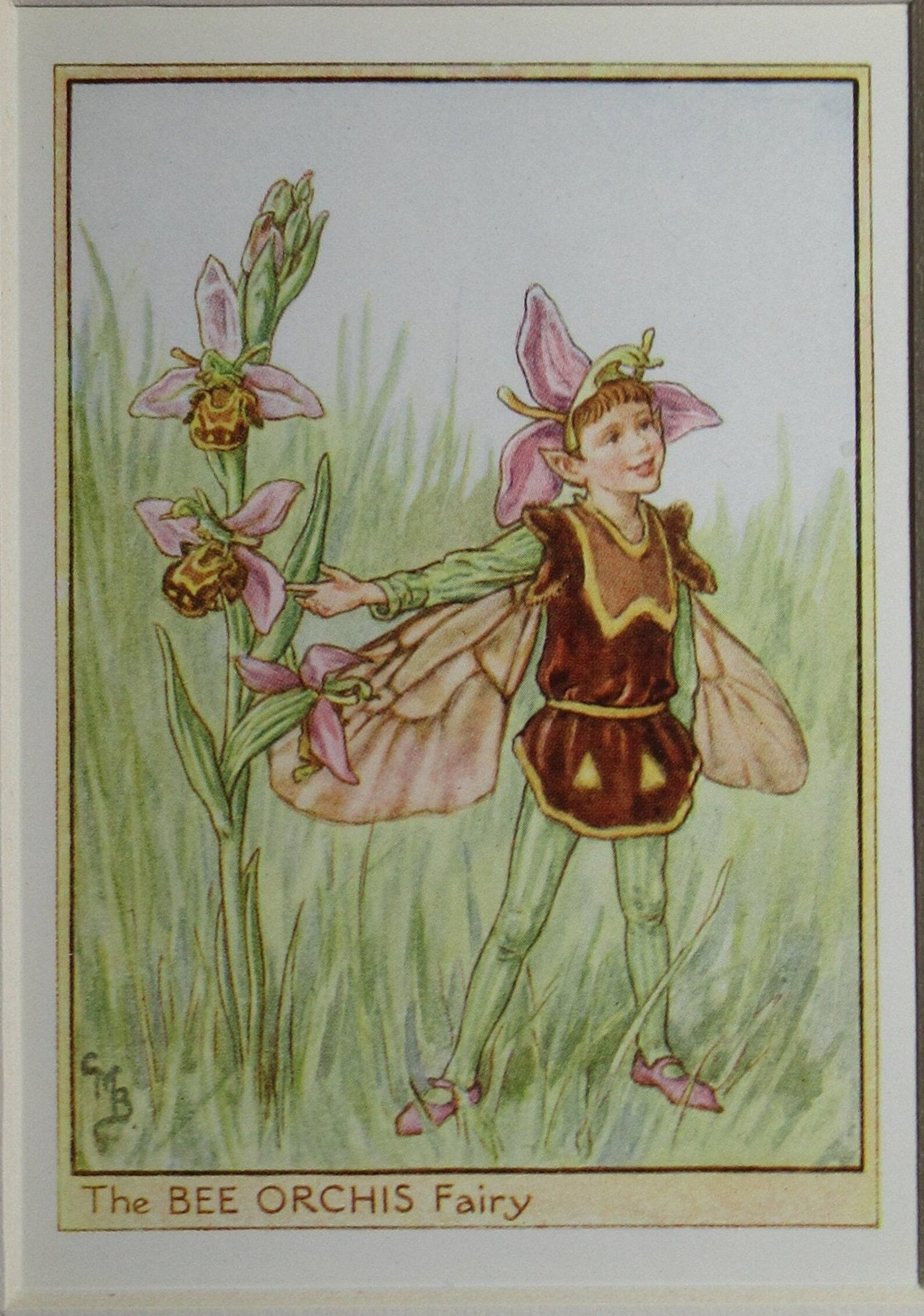 Flower Fairies/fairy: the BEE ORCHIS FAIRY Wayside Fairy - Etsy