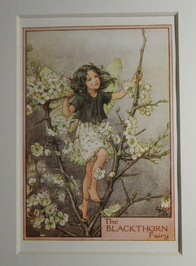Flower Fairies/fairy: the BLACKTHORN FAIRY, Tree Fairy, Vintage Print ...