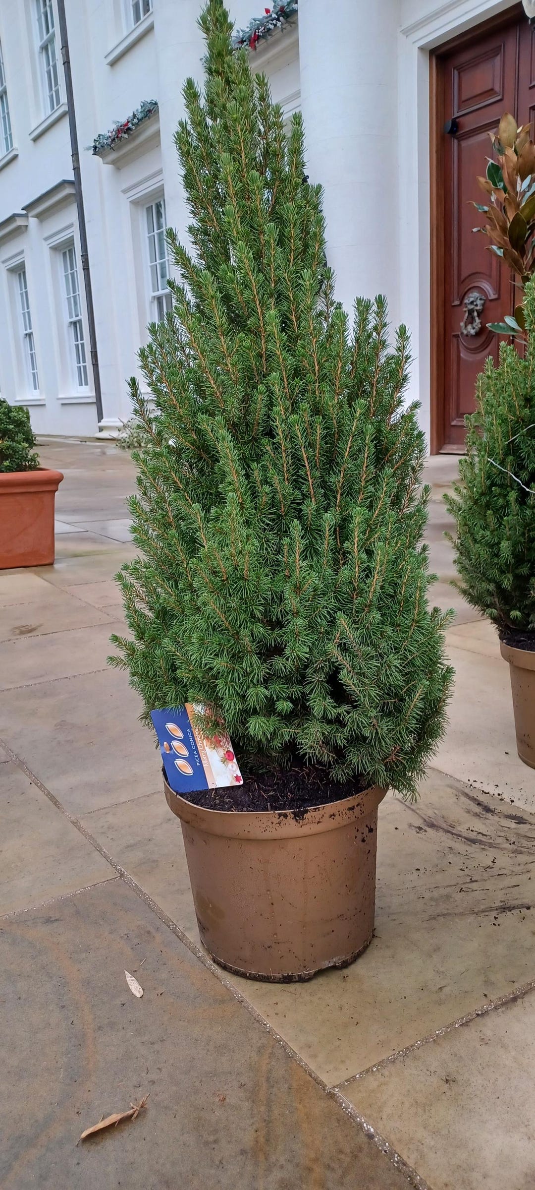 Picea Glauca Perfecta Spruce Christmas Potted Tree 10L Pot - Etsy UK