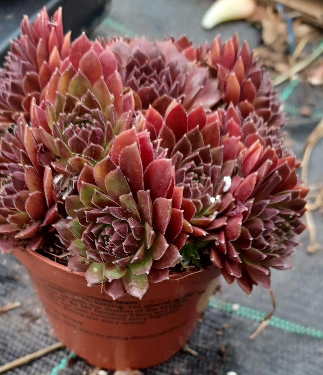 Hardy Red Chocolate Kiss Sempervivum Christmas Succulent Pot Plants ...