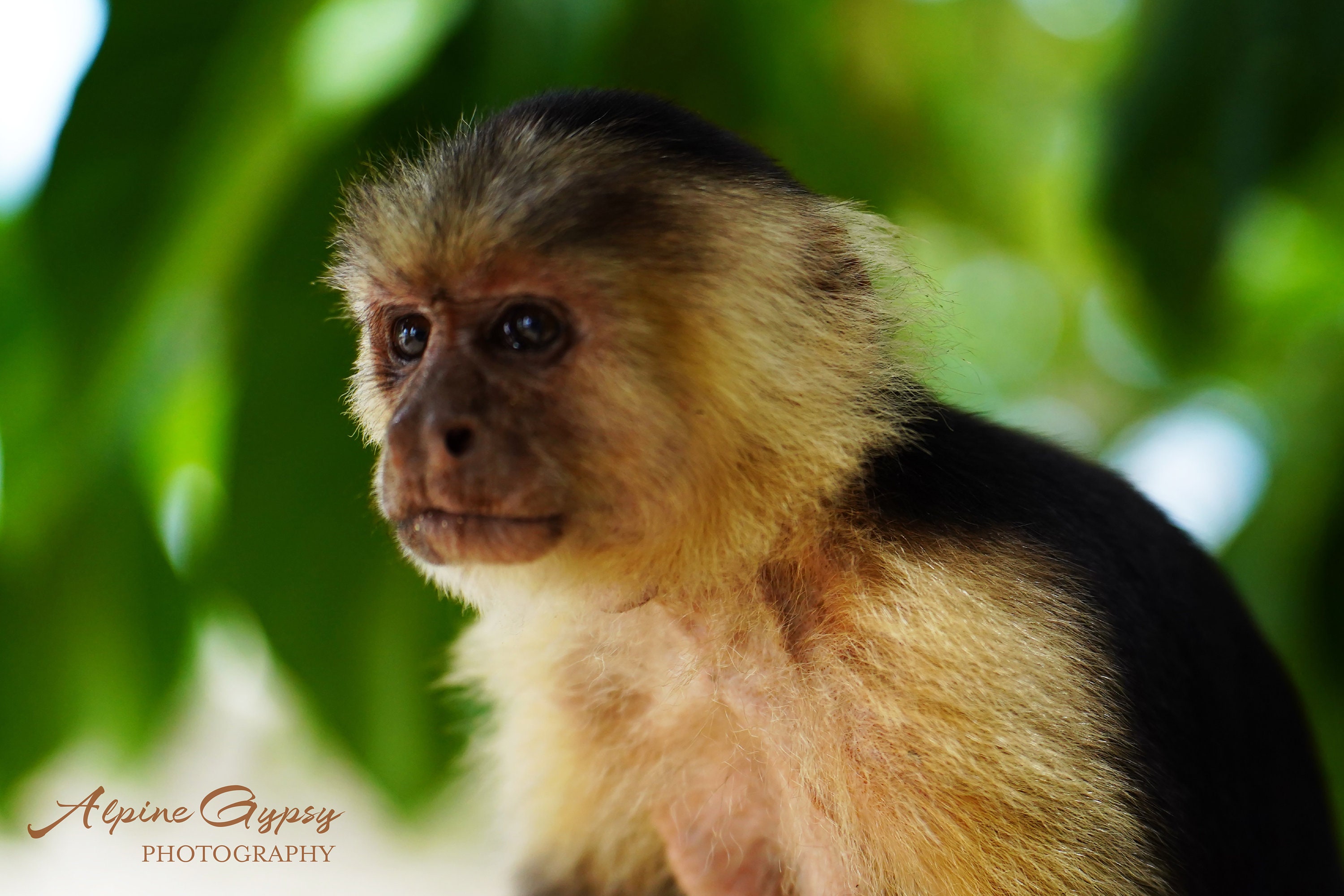 Adult Capuchin Monkey Pet