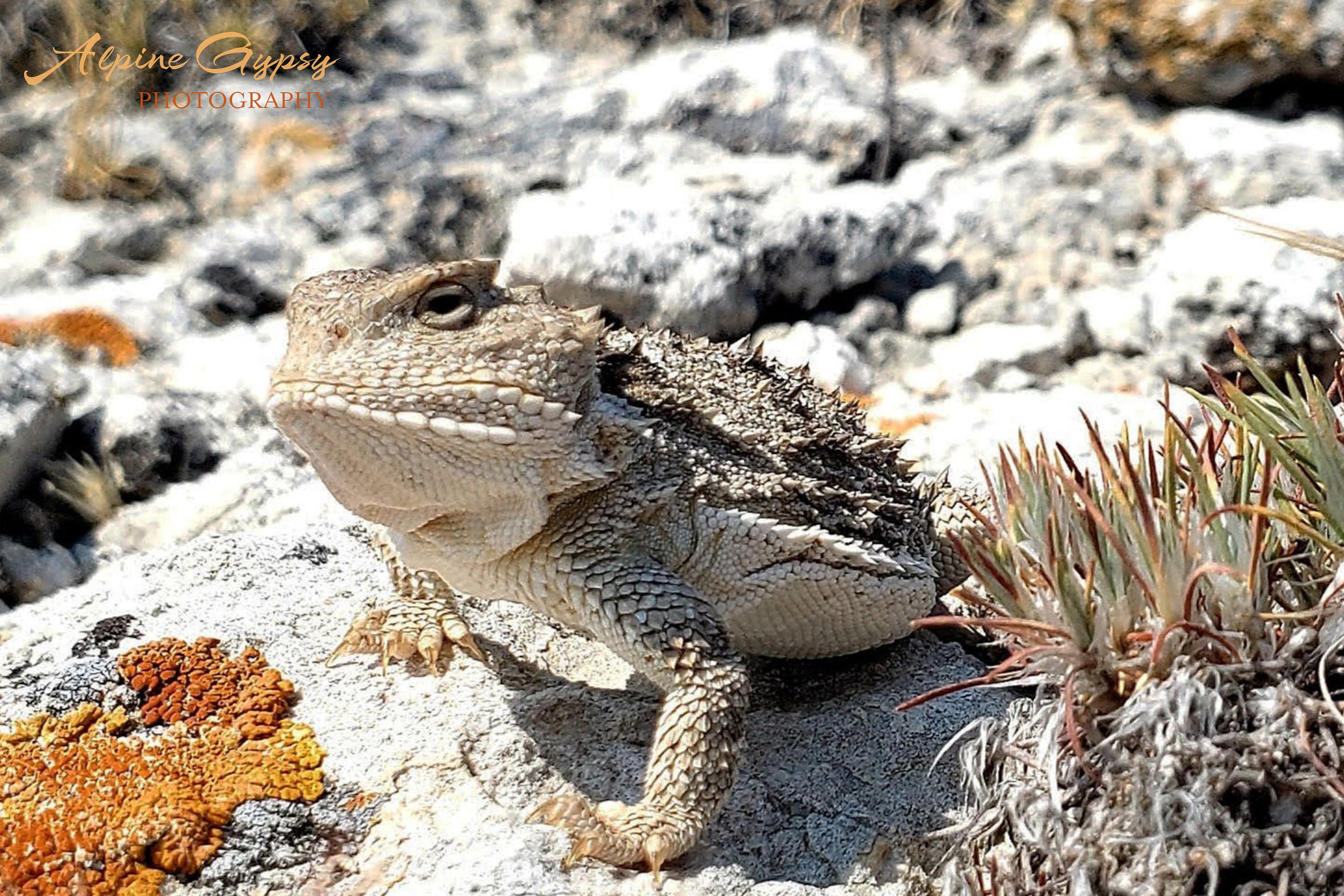 Pygmy Short Horned Lizard Photograph - Etsy