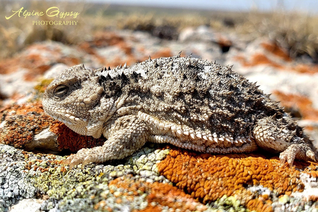 Pygmy Short Horned Lizard Photograph - Etsy