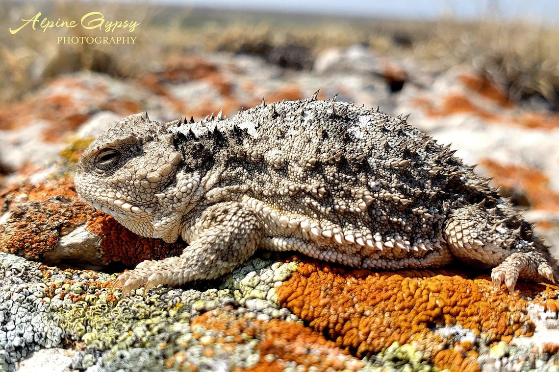 Pygmy Short Horned Lizard Photograph - Etsy