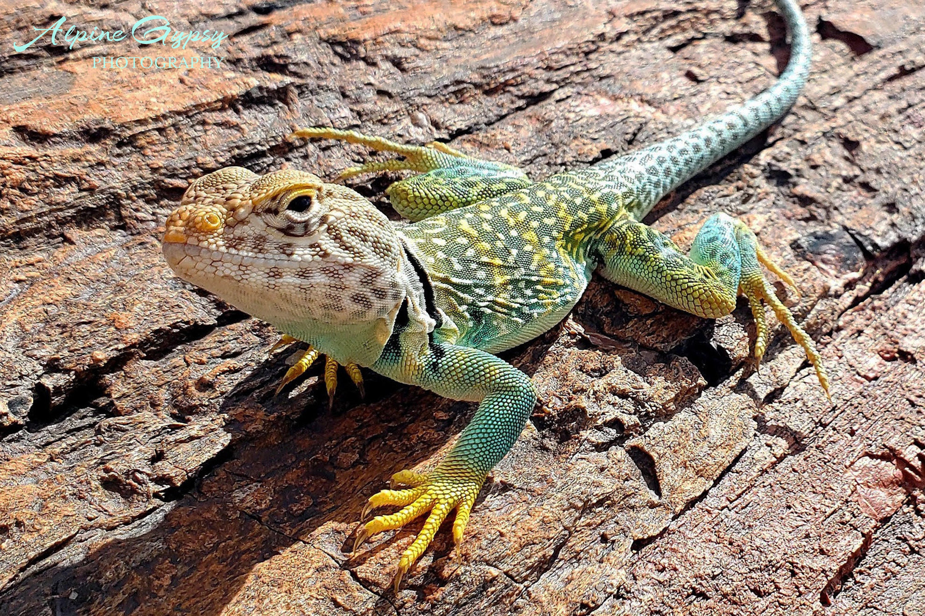 Eastern Collared Lizard