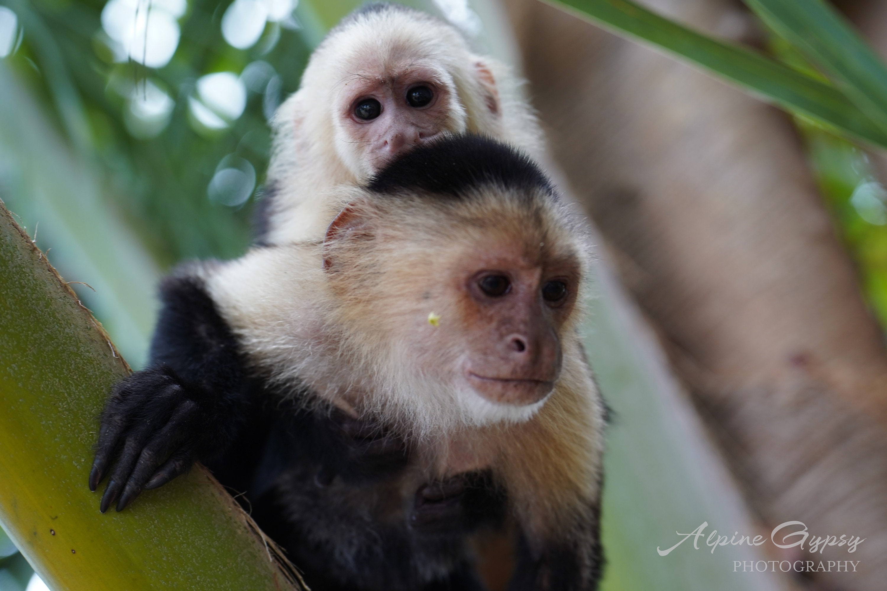 White Faced Capuchin Pet