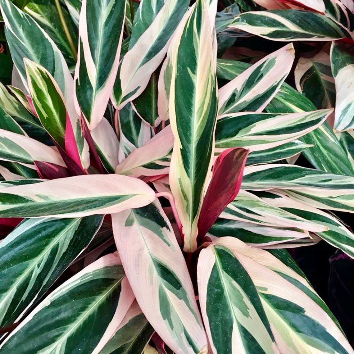 Calathea Stomanthe Triostar Maranta | Etsy