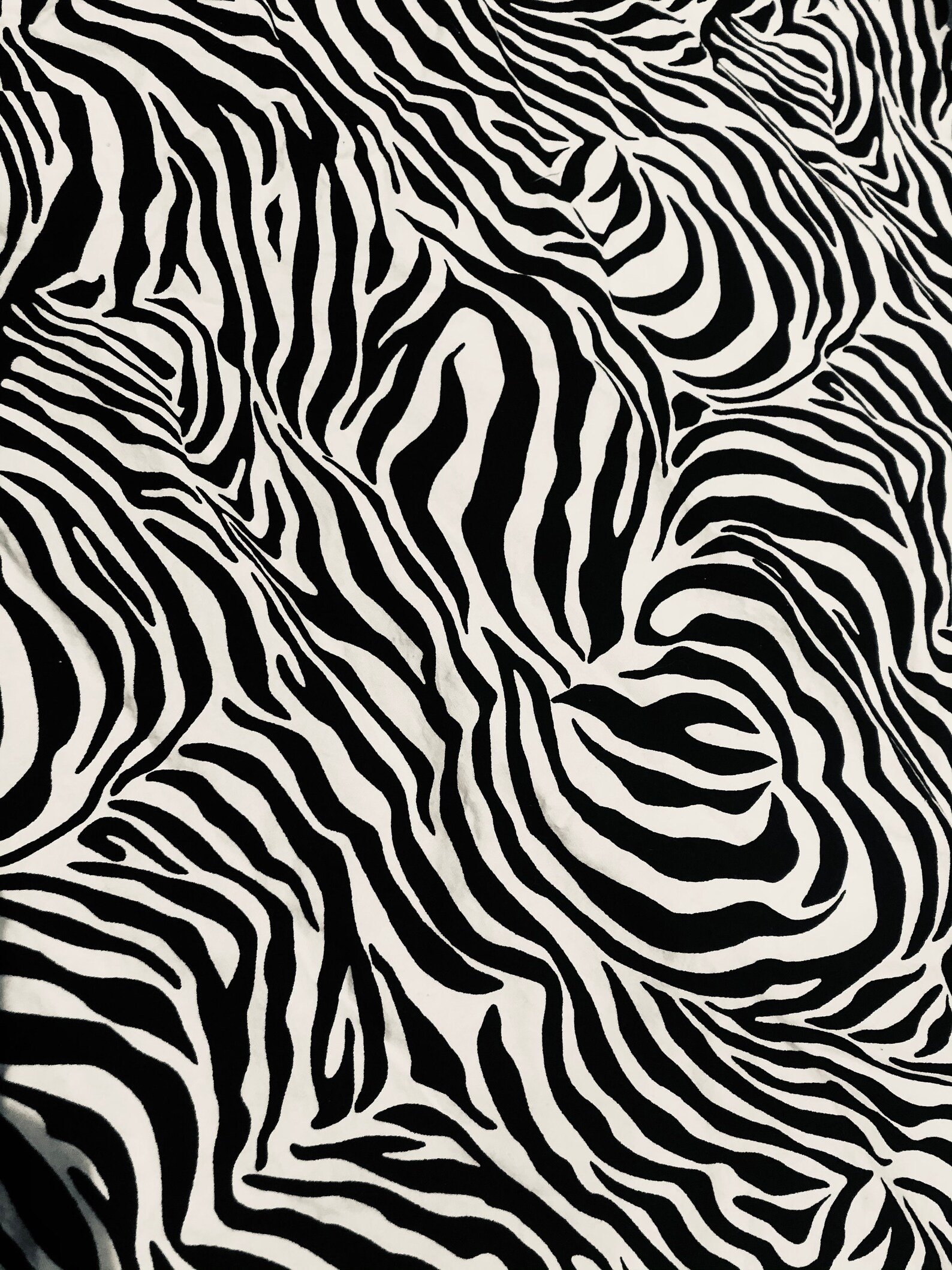 Zebra print cat collar adjustable kitten collar funky cat | Etsy