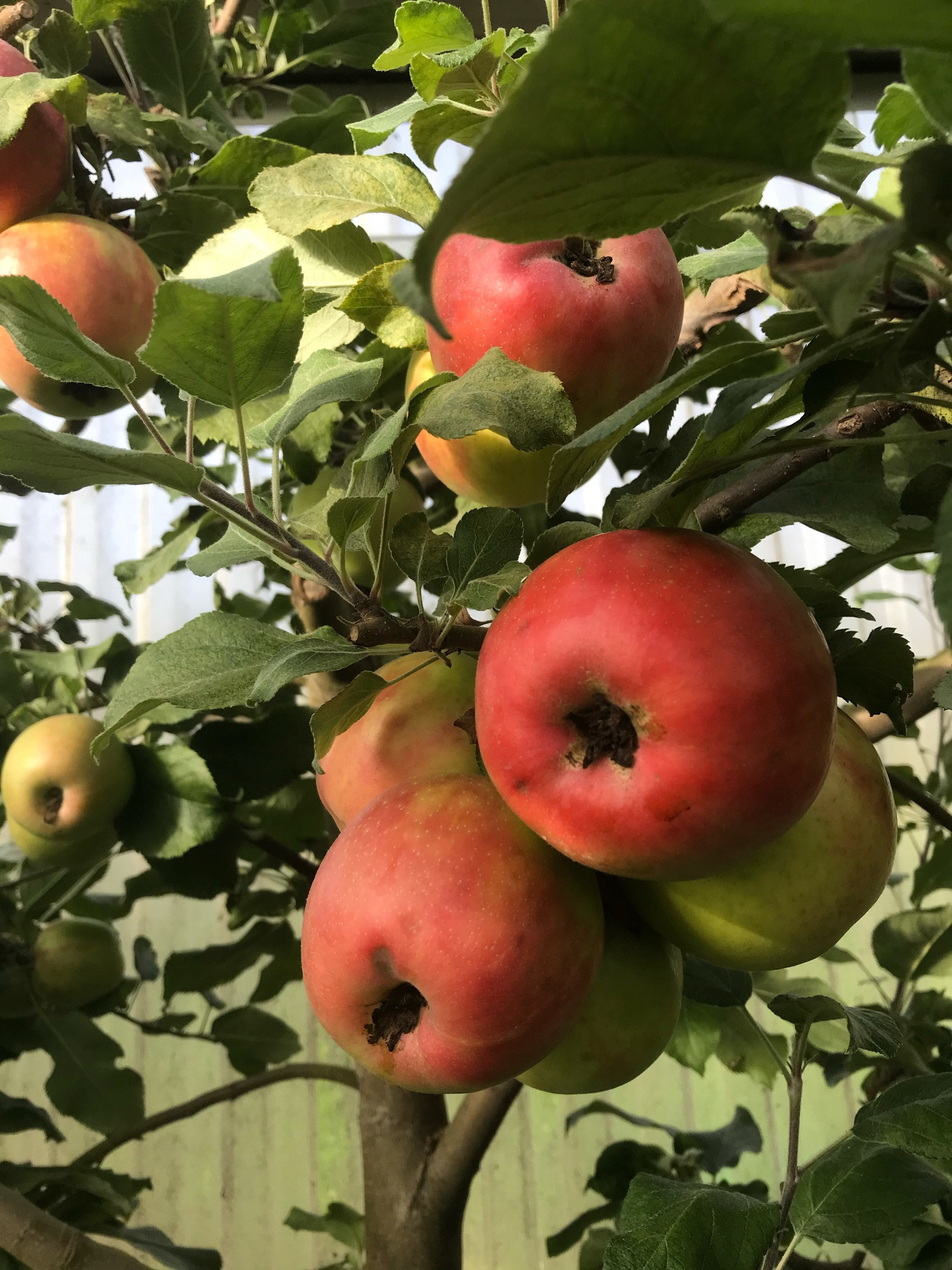 Apple Tree Scion Cuttings - Etsy