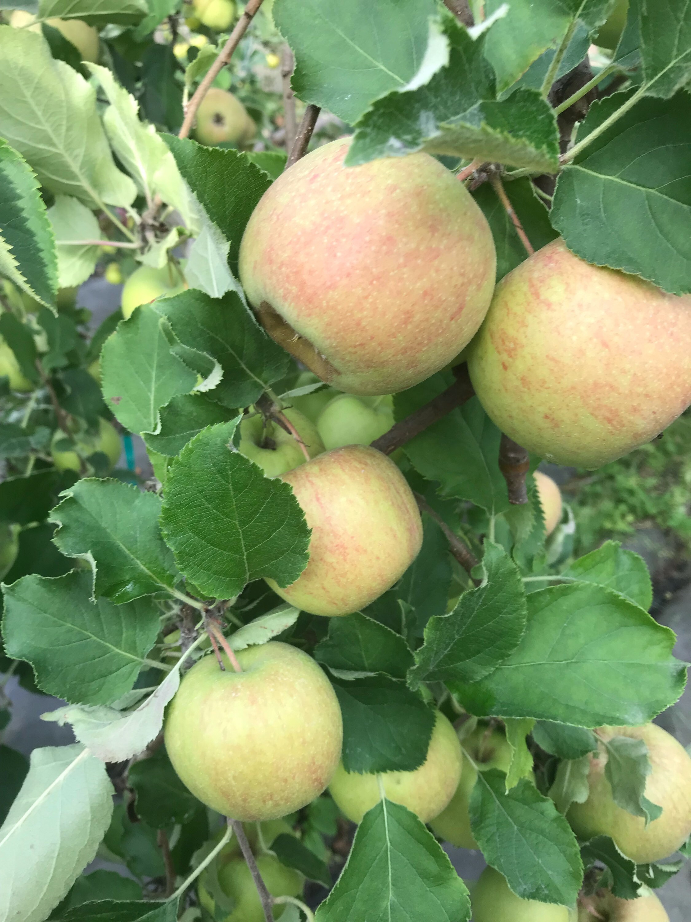 Apple Tree Scion Cuttings - Etsy