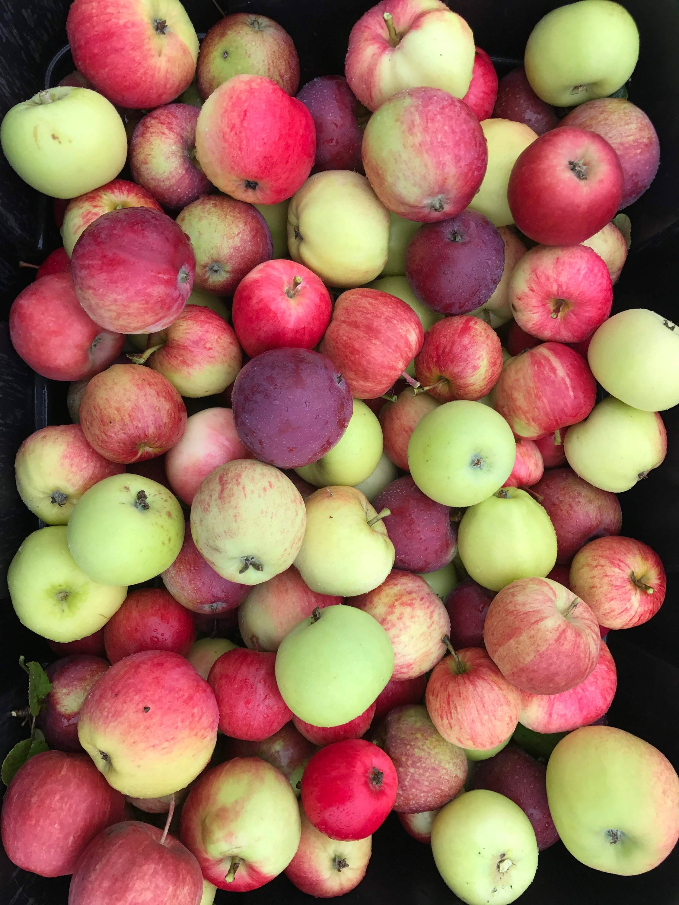 Apple Tree Scion Cuttings - Etsy