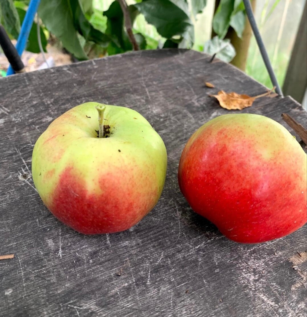 Apple Tree Scion Cuttings - Etsy