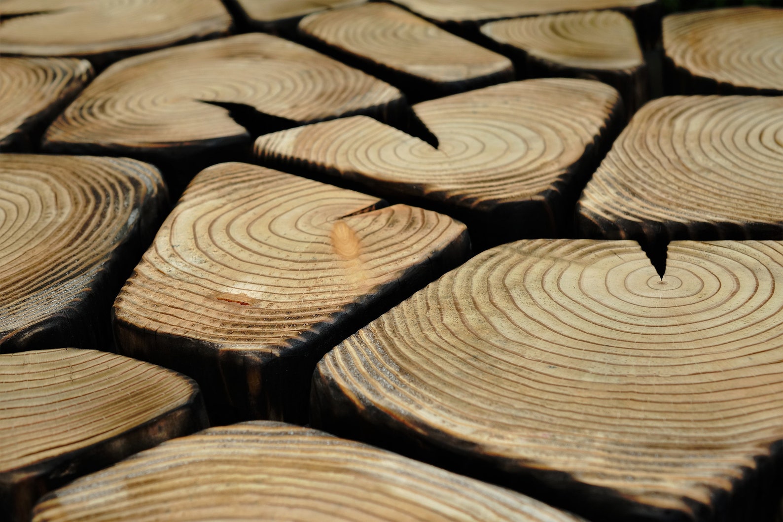 Burned Wood Wall Art Large Burnt Tree Slabs Wall Panel - Etsy