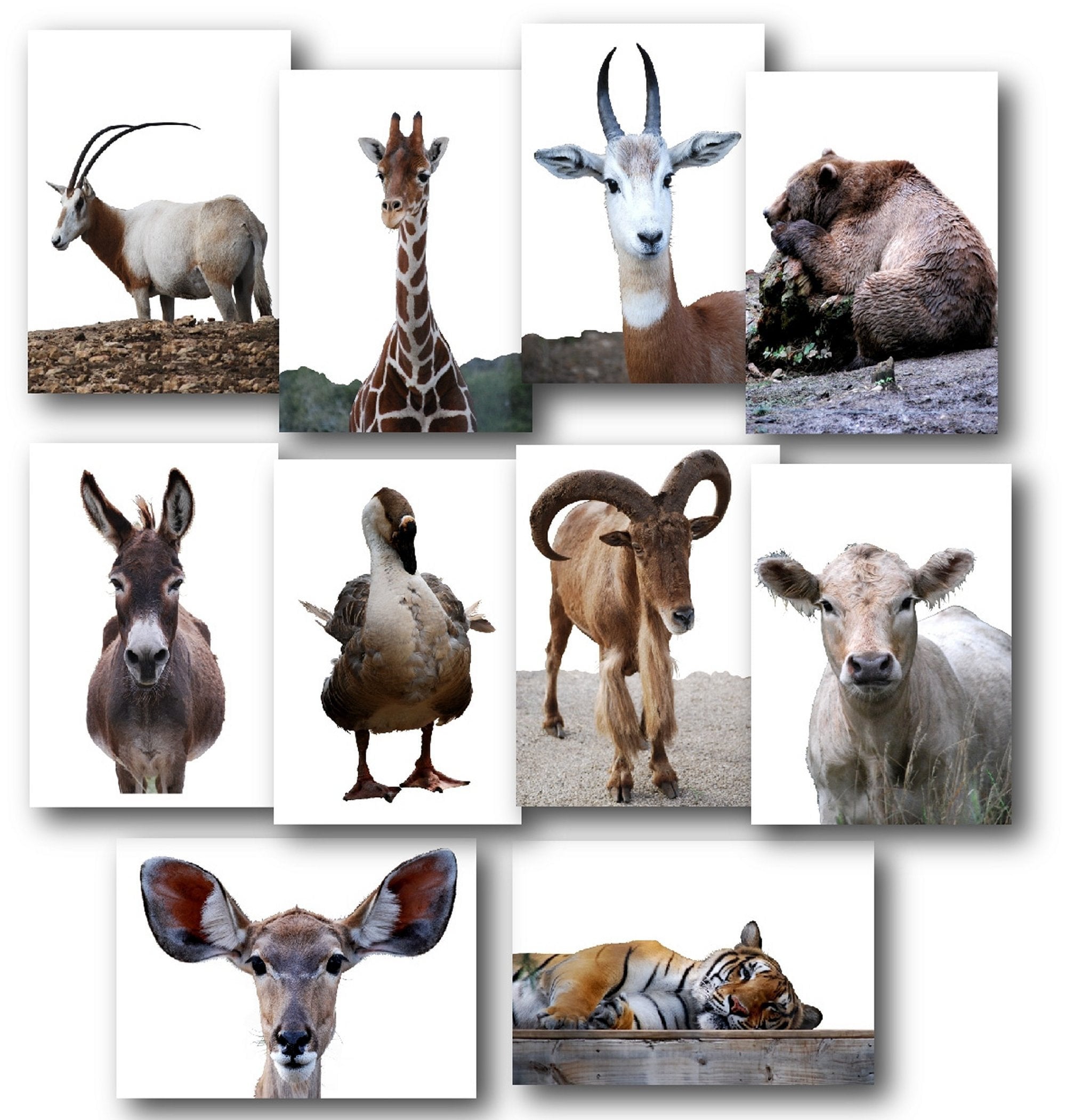 Animal Friends Postcards Set of 10 - Etsy UK