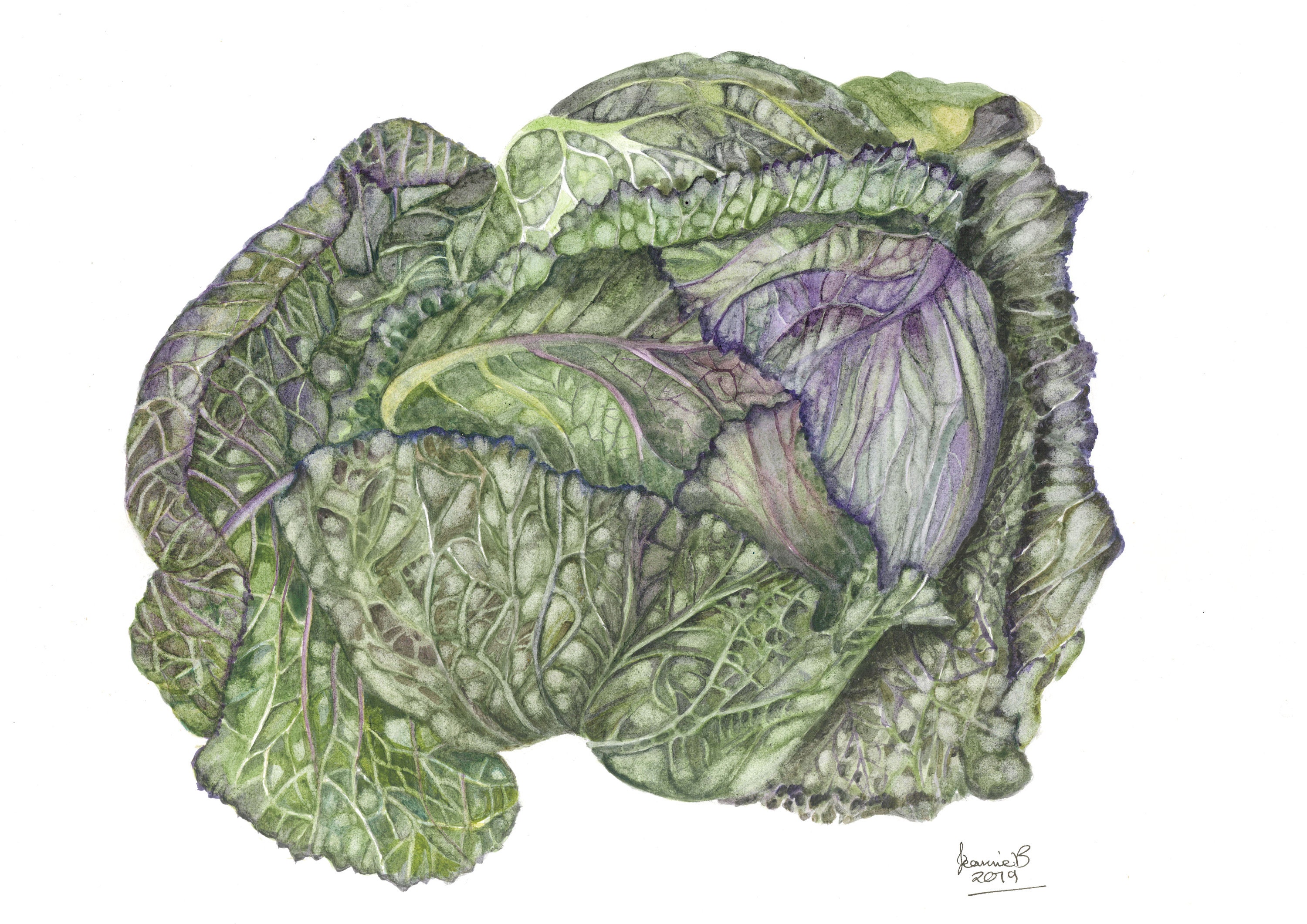 Cabbage Art Print Wall Art Kitchen Food Gardening English - Etsy UK