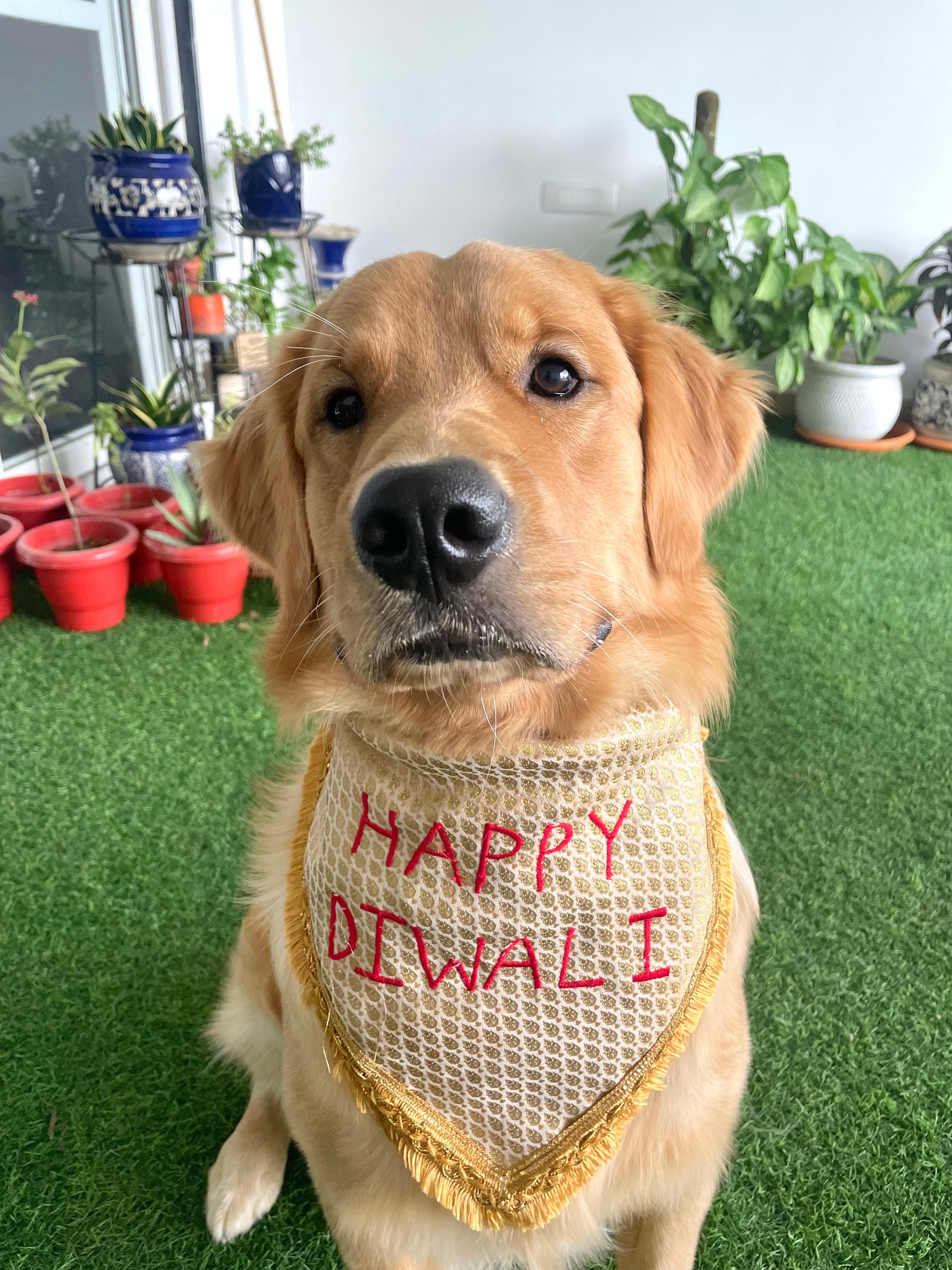 Dog Diwali Dog Bandana, Diwali Dog Outfit, Dog Indian Bandanas, Dog ...