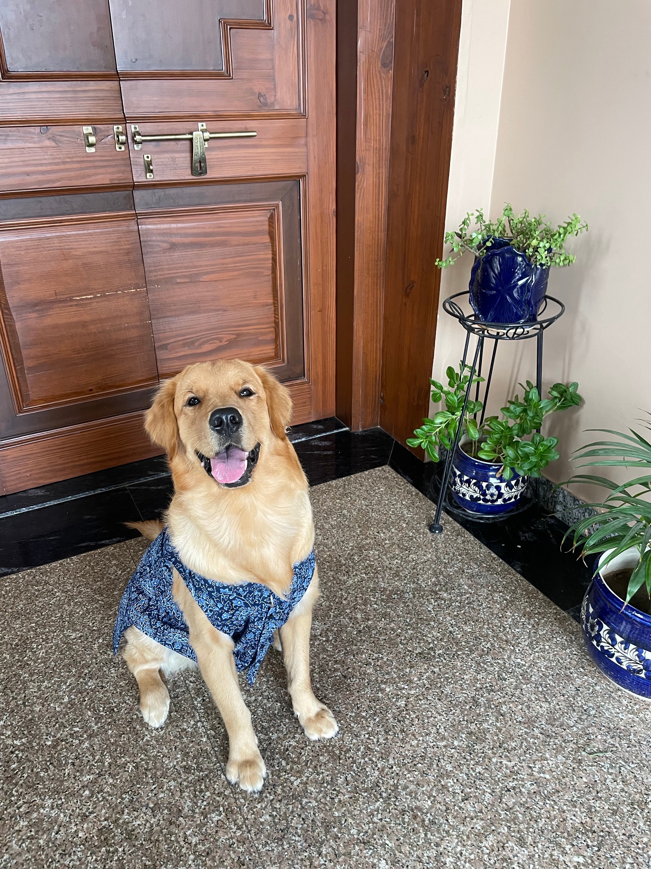 Dog Kurta, Dog Indian Outfit, Dog Outfit, Dog Indian Block Print Outfit ...