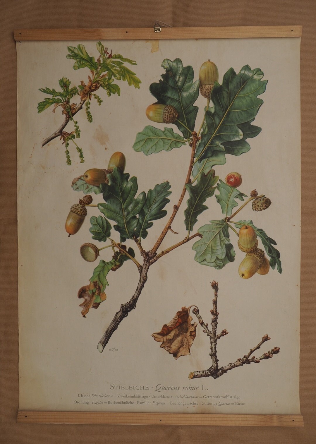 Vintage Botanical Poster English Oak Quercus Robur L - Etsy