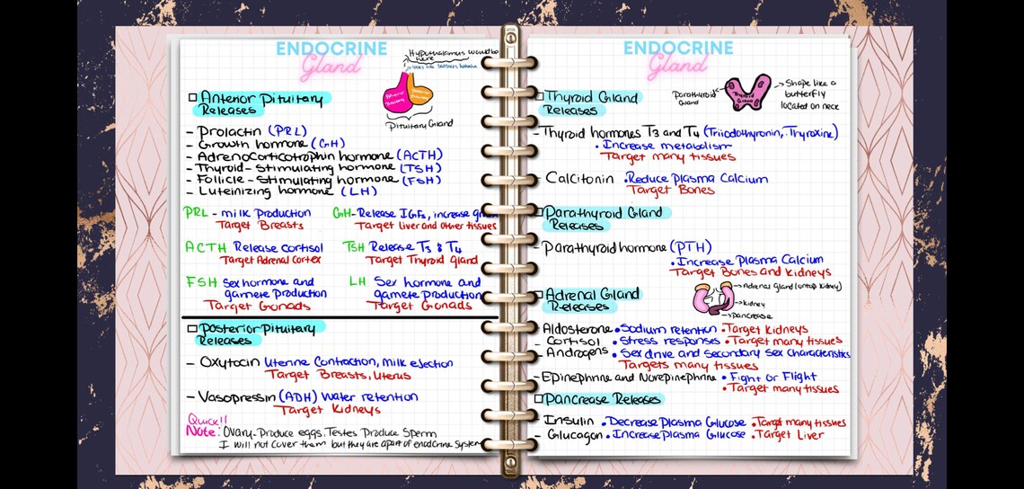 Endocrine System notes For DummiesPre-requisite in nursing | Etsy