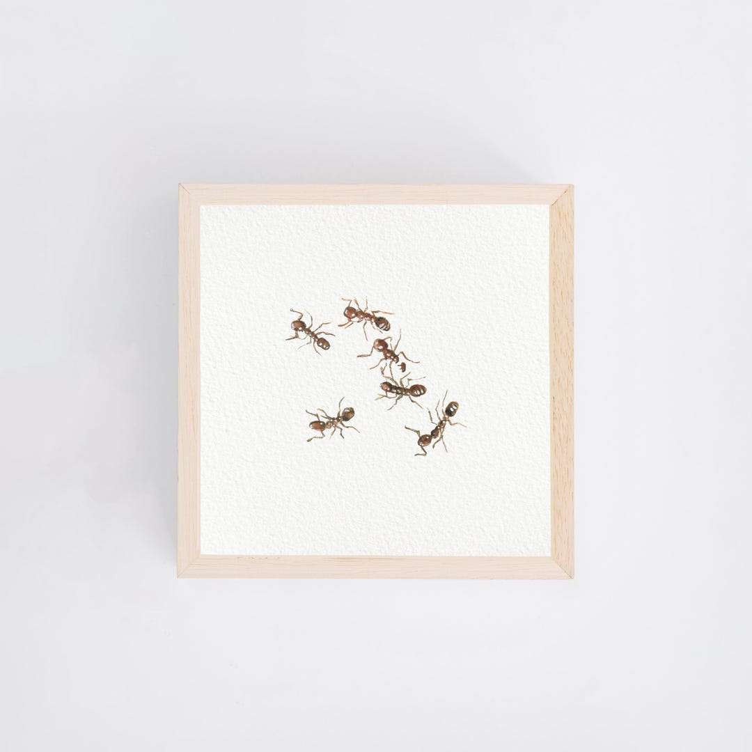 Ants - Art Print 10 X 10 Cm From the Original Miniature Watercolor ...