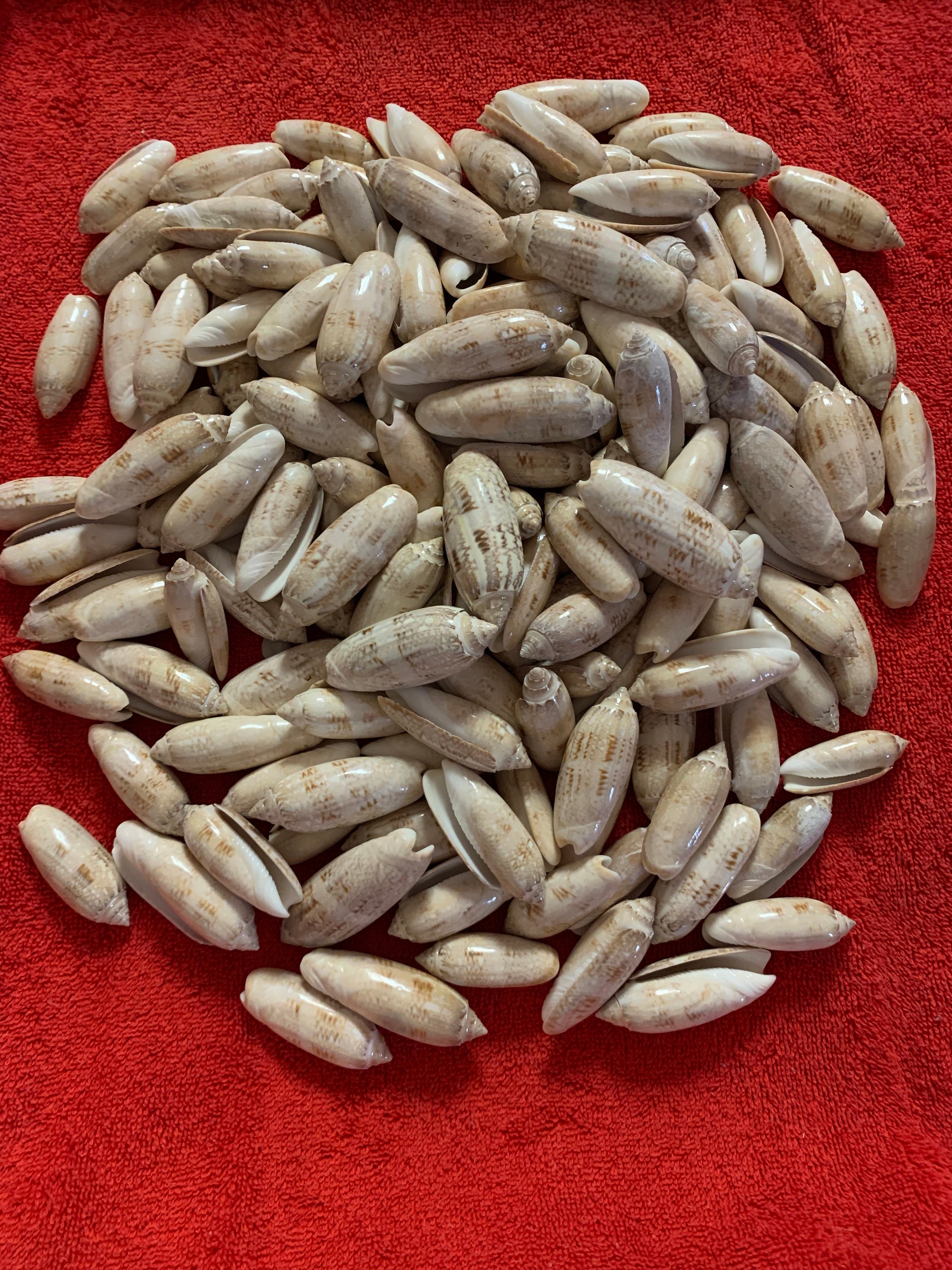 Lettered Olive Wikipedia