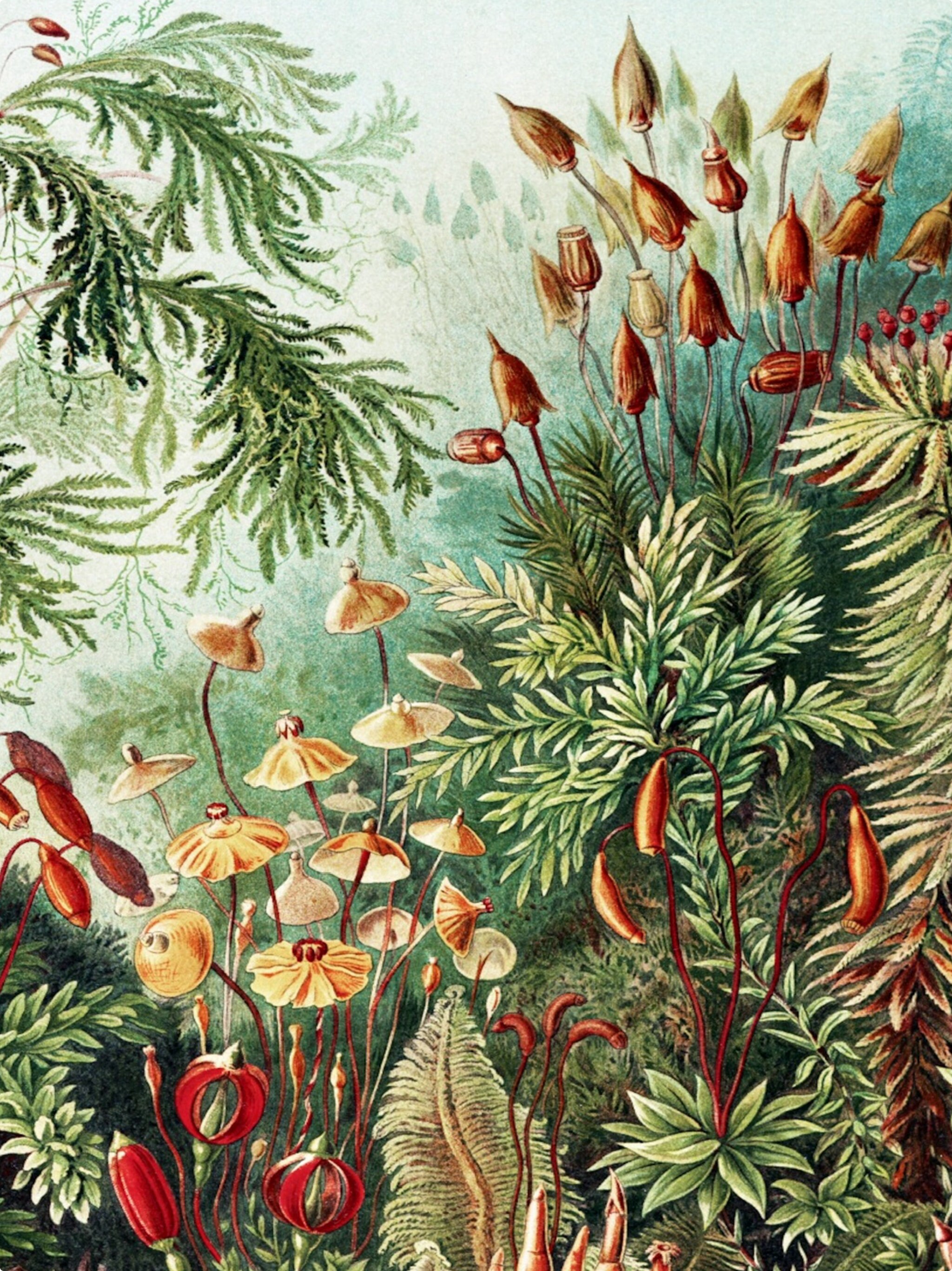 Ernst Haeckel Muscinae Poster Wandkunst Digitaler Download Vintage ...