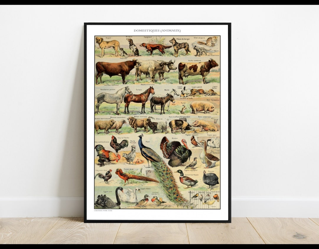 Vintage Domesticated Animals Poster | Adolphe Philippe Millot | Wall ...