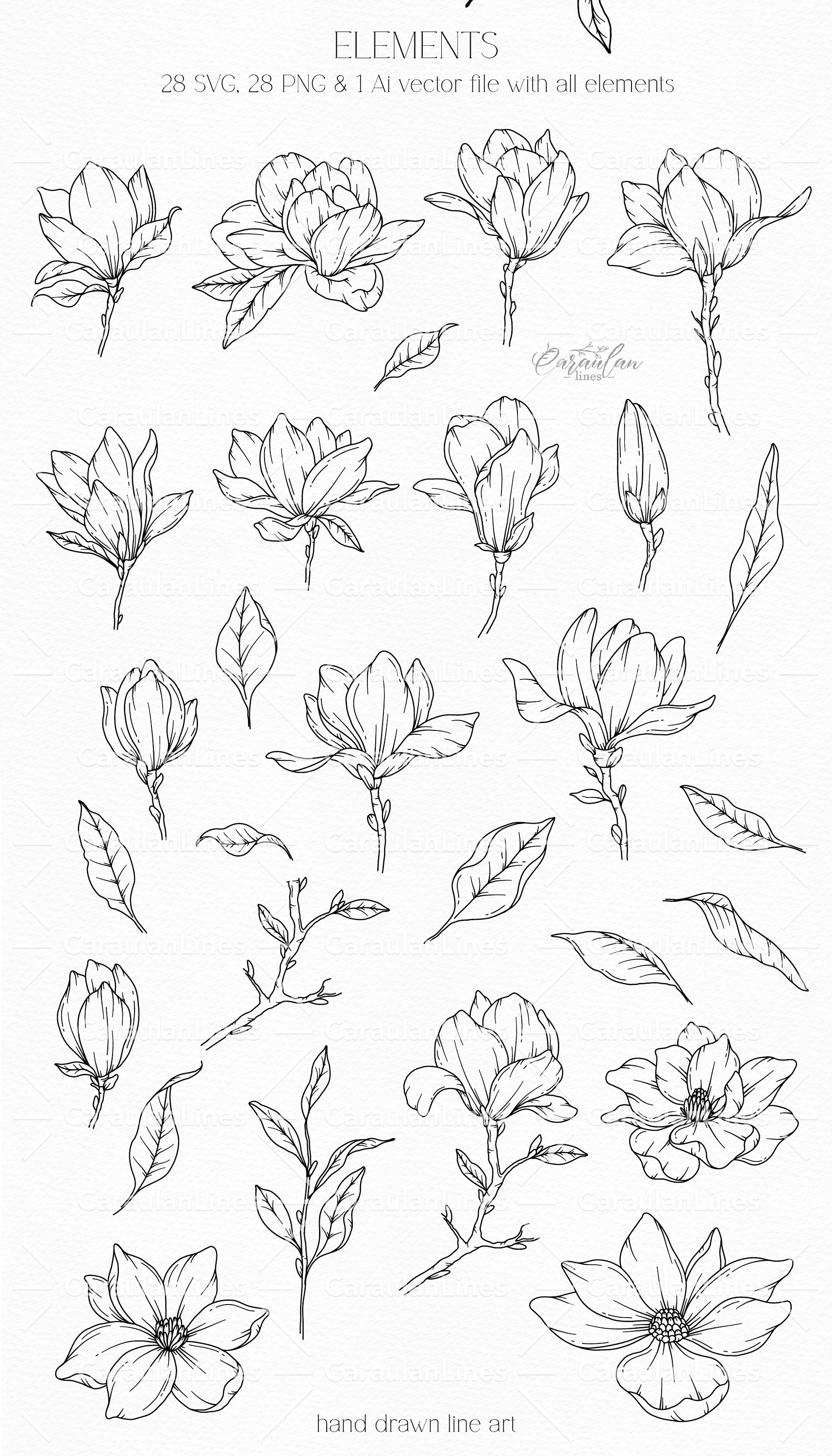Magnolia Svg, Magnolia Line Drawing SVG, Hand Drawn Magnolia, Botanical ...