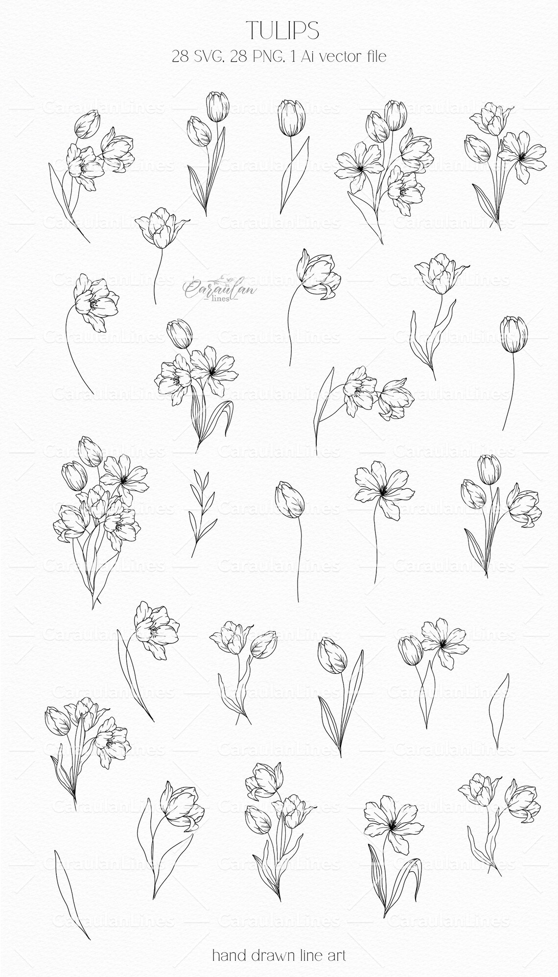 Tulips Line Art, Tulip SVG, Tulips Clipart, Botanical Clipart Svg, Hand ...