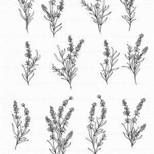 Lavender Line Art, Lavender SVG, Botanical Clipart Svg, Hand Drawn ...