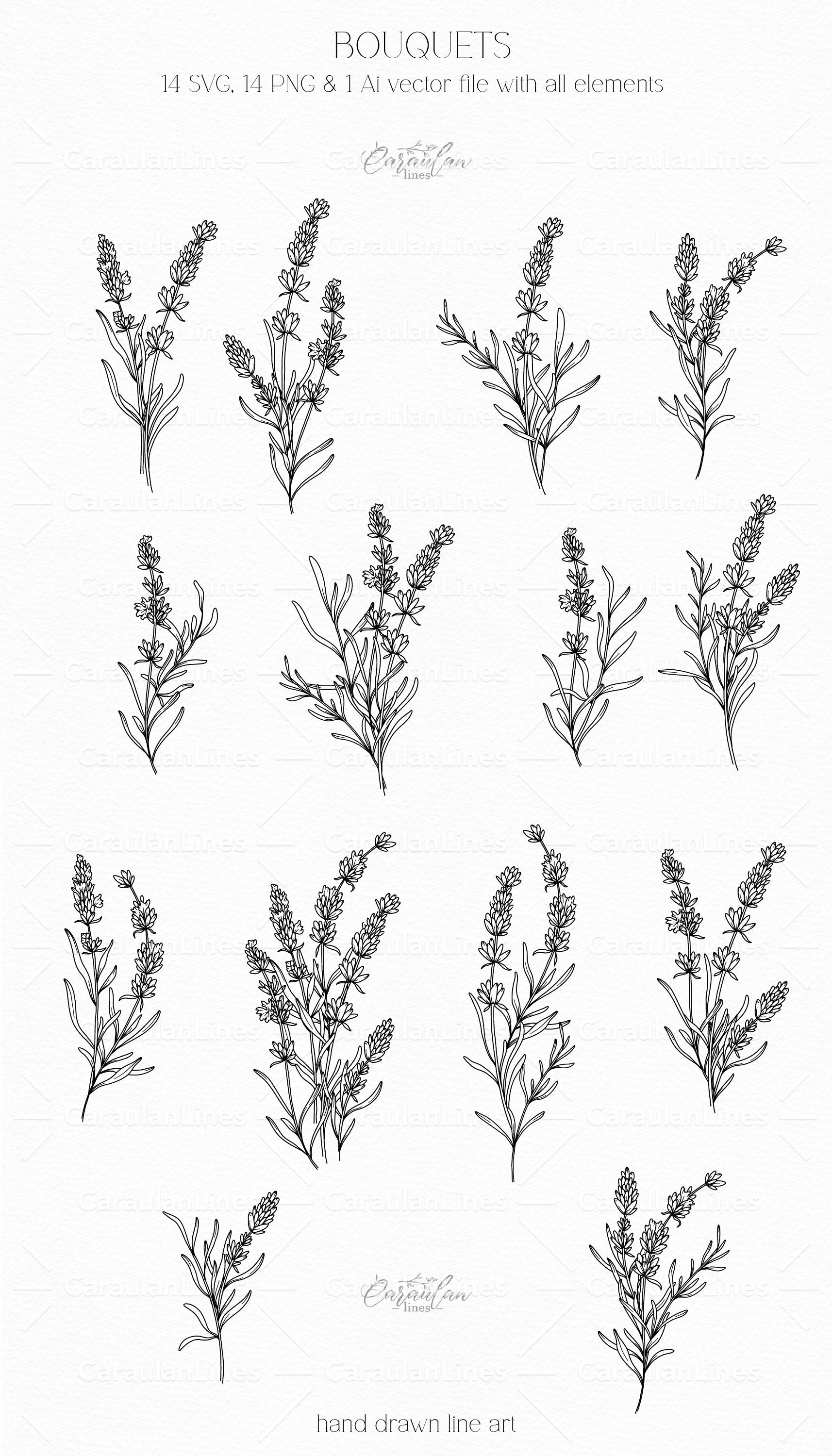 Lavender Line Art, Lavender SVG, Botanical Clipart Svg, Hand Drawn ...