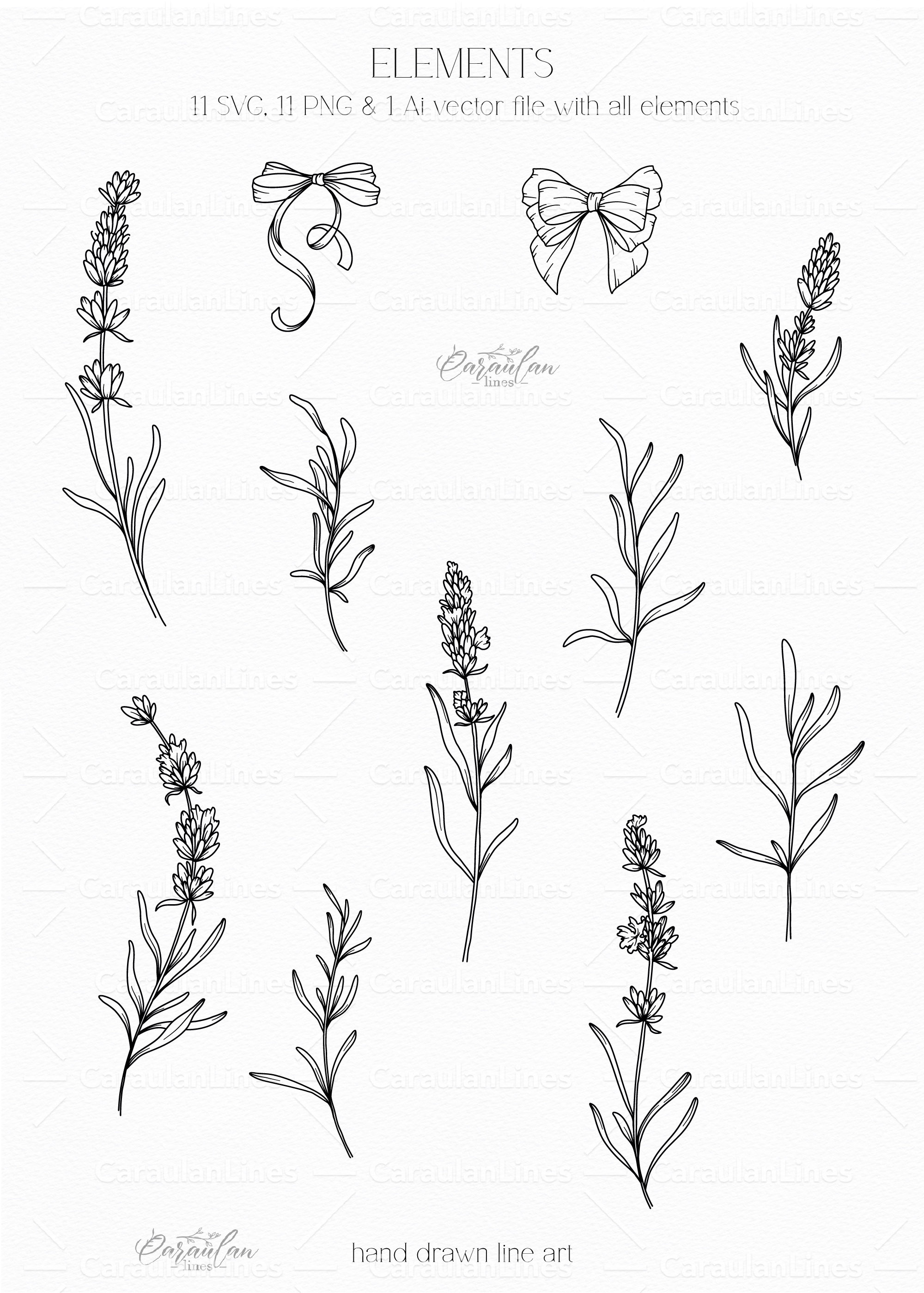 Lavender Line Art, Lavender SVG, Botanical Clipart Svg, Hand Drawn ...