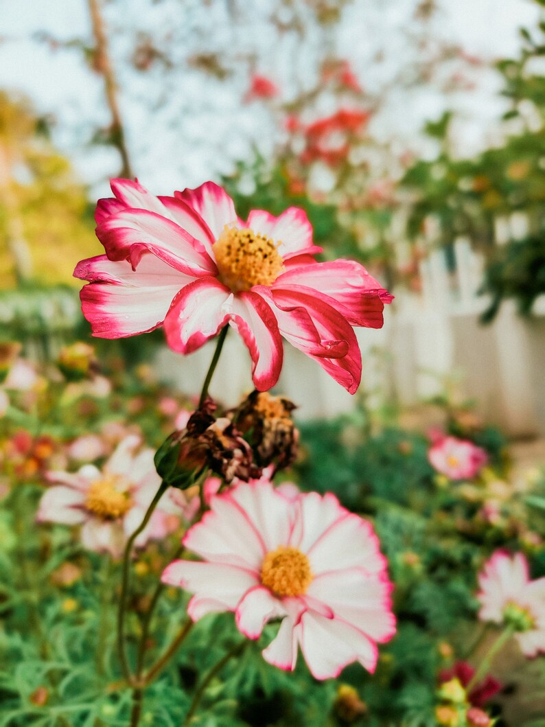 32 LR Presets for Flowers Greenery in Sunny Days Suitable - Etsy